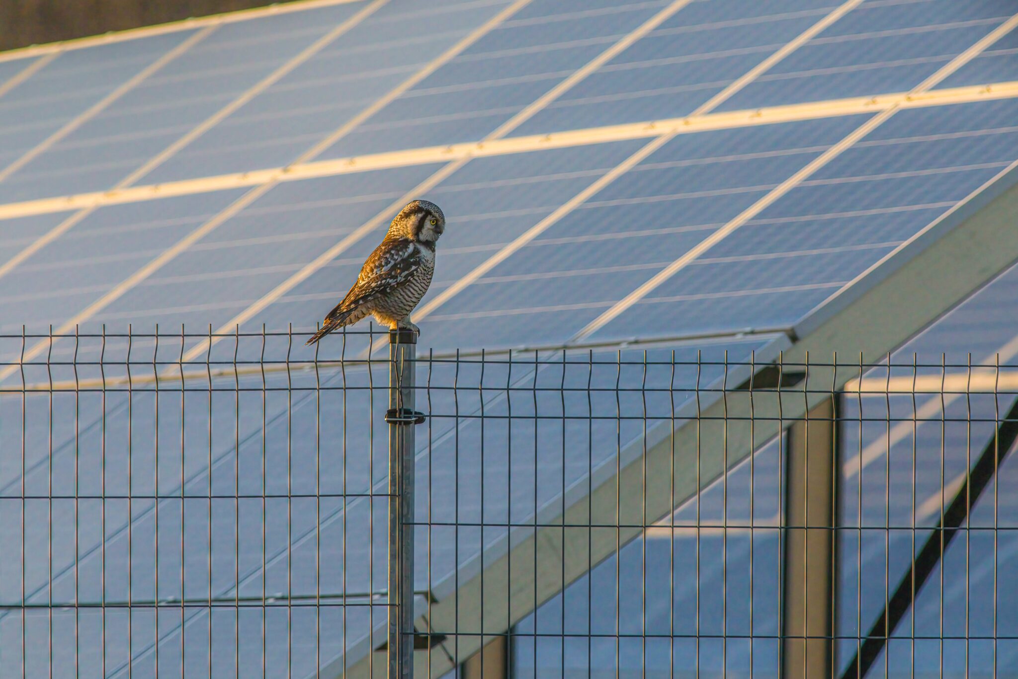 Berlin Solar 2024: Saubere Energie für die Hauptstadt? ☀️